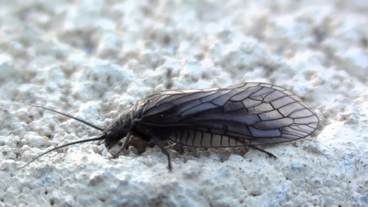 Alderfly (Sialidae: Sialis) Adult - YouTube