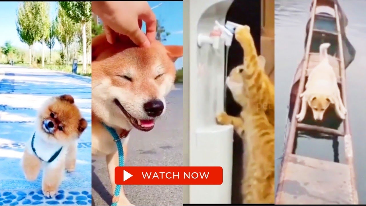 Cute animals doing funny things | try to laugh funny moments | poki ...