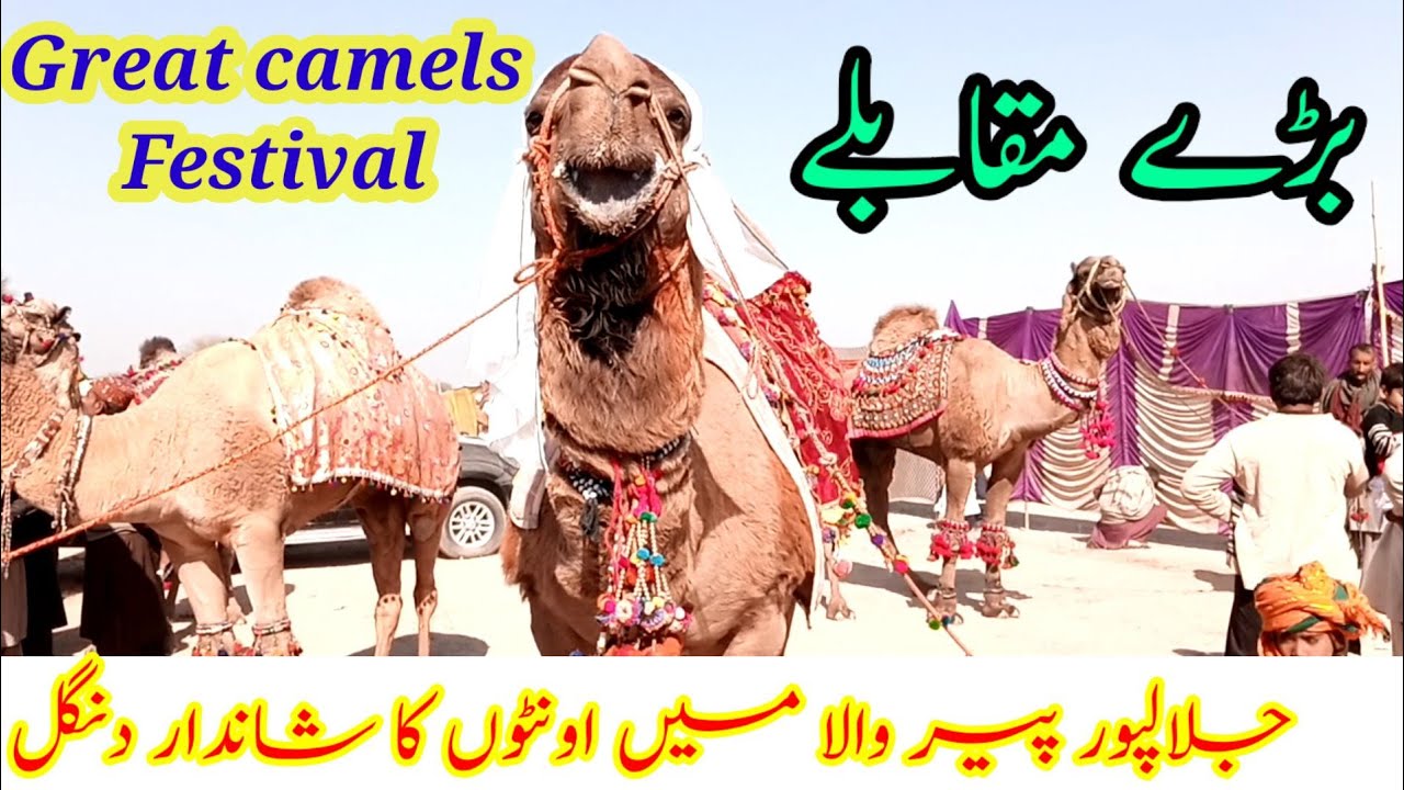 Great camels The great festival of saraiki wasib expressing the ...