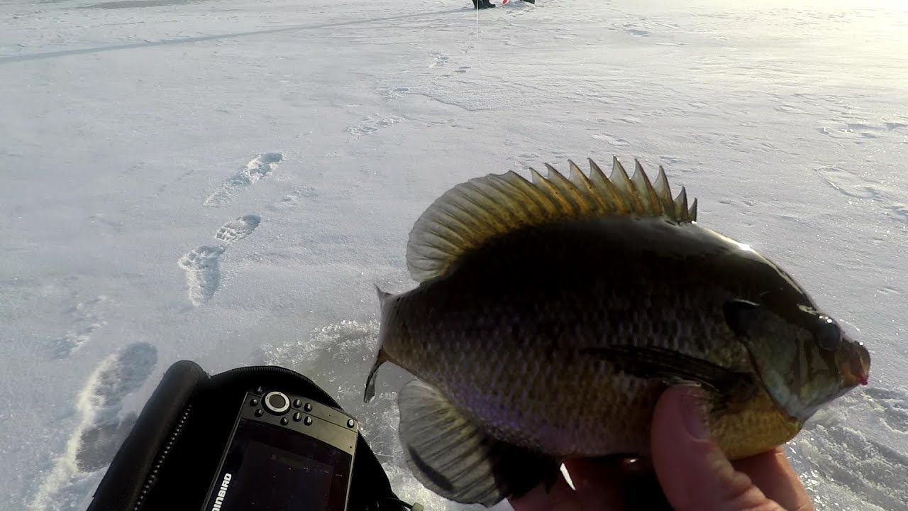 Ice Fishing Bluegill - Big Bluegill BEAT-DOWN… (2019) - YouTube