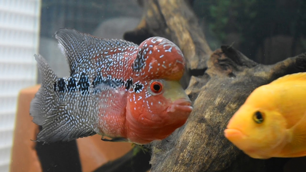 Flowerhorn x Red Devil Pair - YouTube