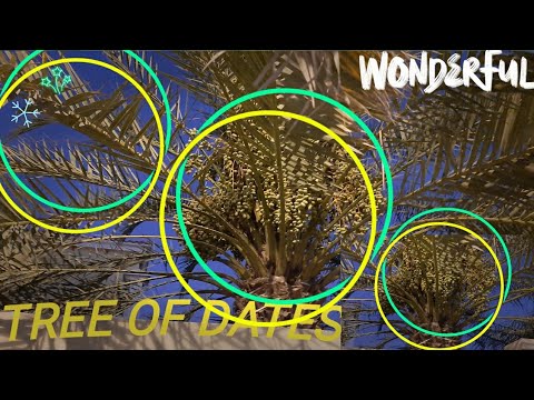 MGA PUNO NG DATES - YouTube