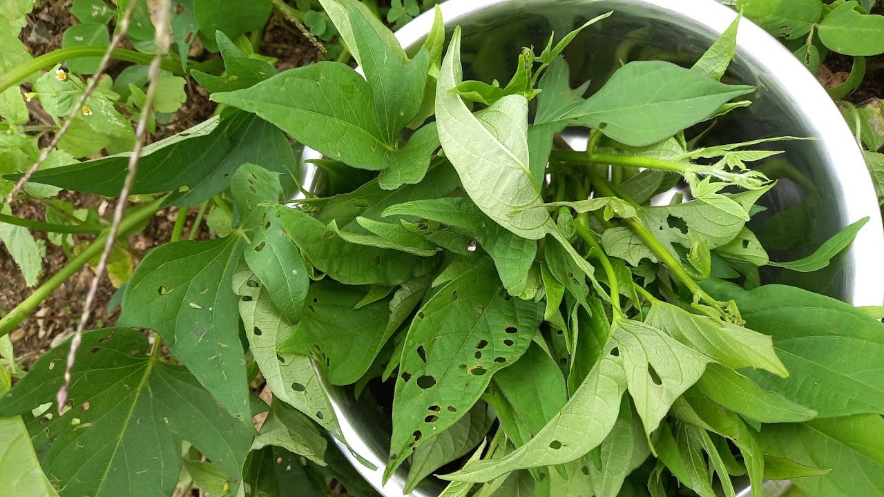 CAMOTE TOPS AT THE BACKYARD - YouTube