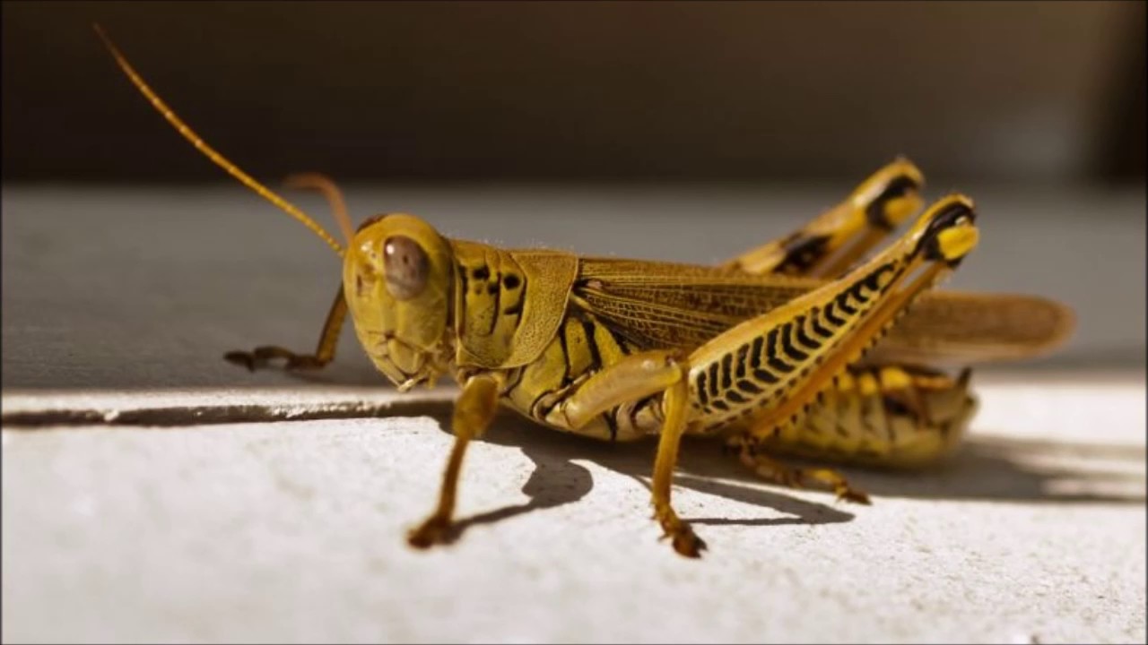 Sonidos de Grillos - YouTube