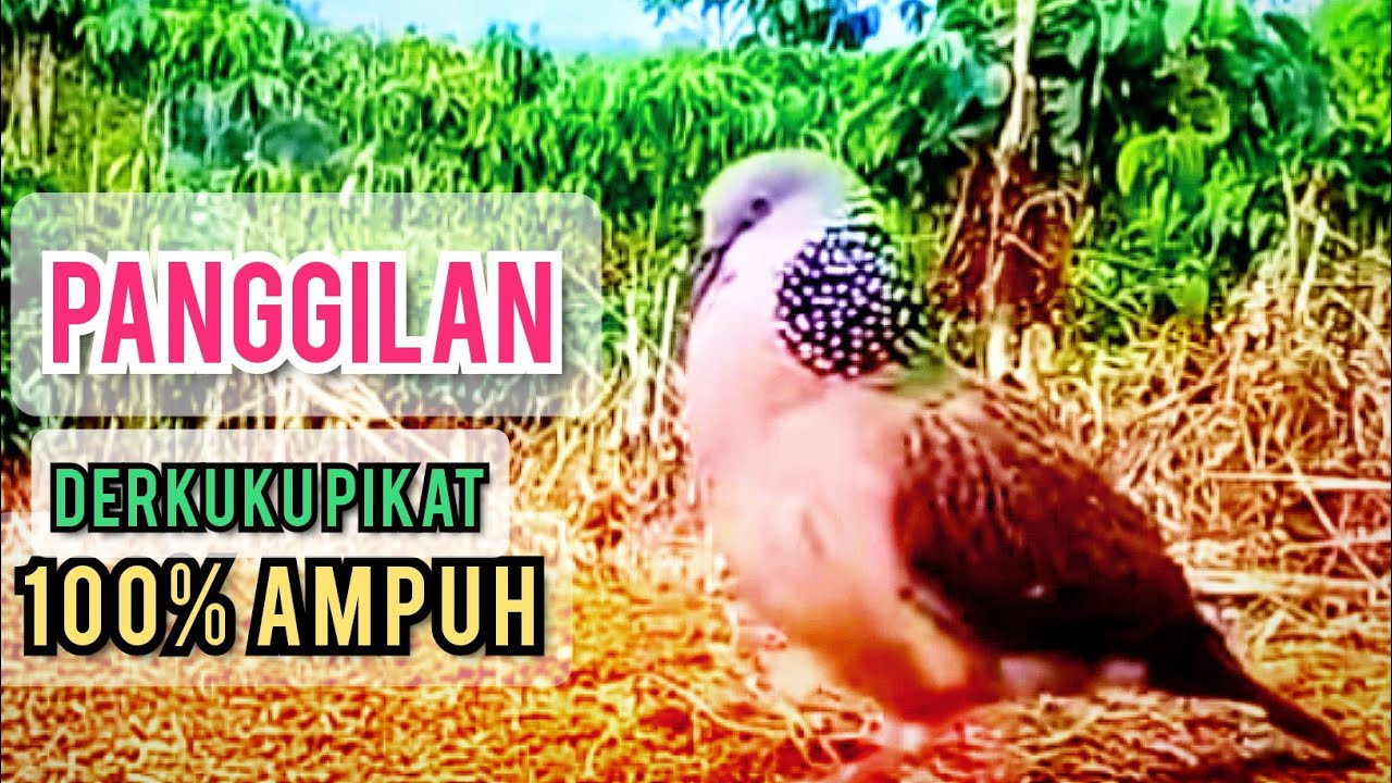 SUARA derkuku pikat GACOR suara merdu TAJAM,cocok Buat Pancingan dan ...