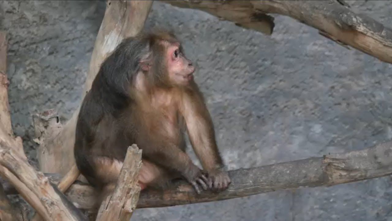 look adorable mama monkey - YouTube