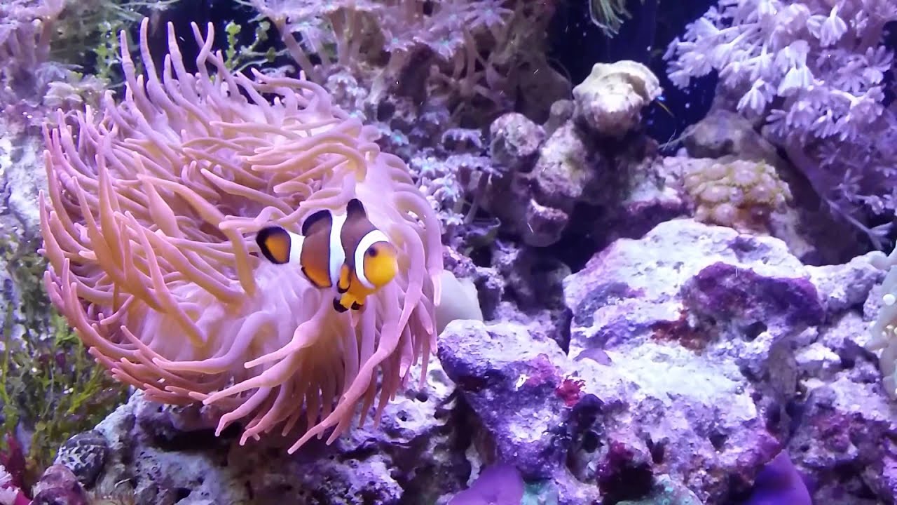 Sea tank, 36 l - YouTube