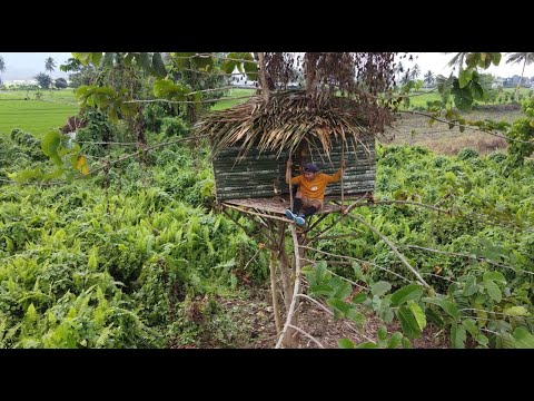 6 hari buat rumah pohon dan nginap sambil berburu malam cari makanan mahal di alam🤤 #KOOKIKO