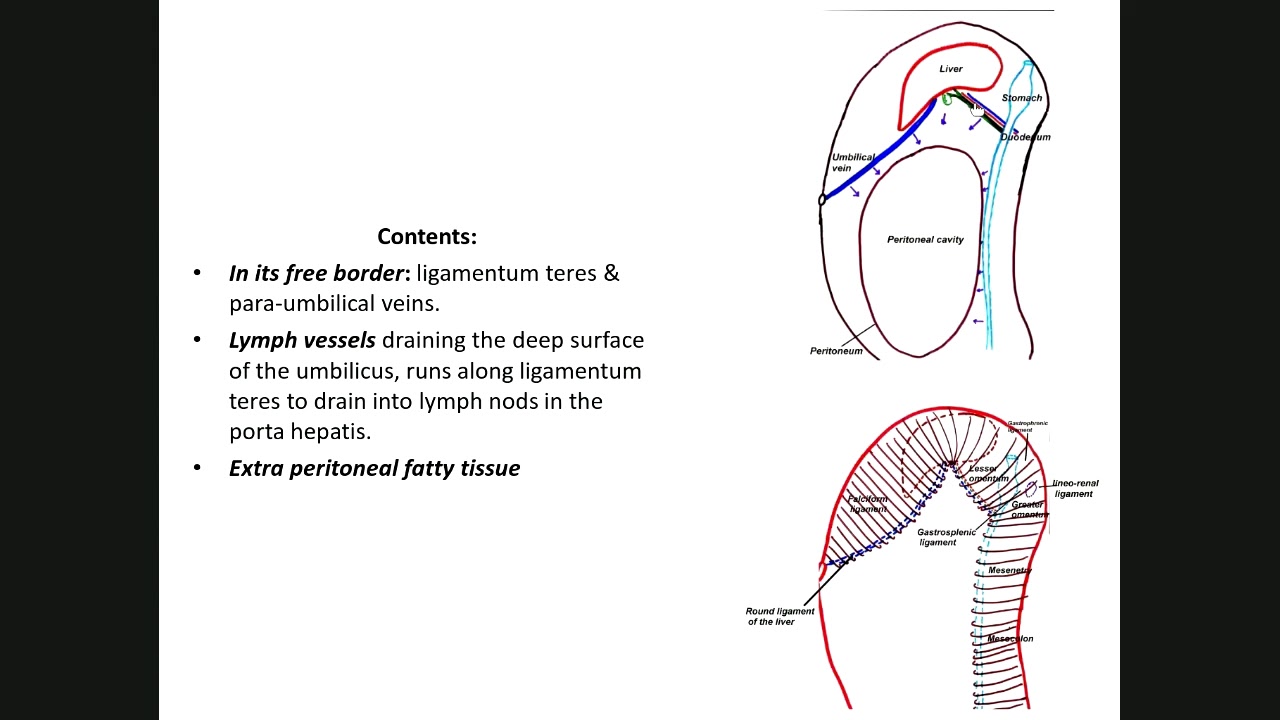 Peritoneum of liver (Peritoneum 4) (Digestive 25) - YouTube
