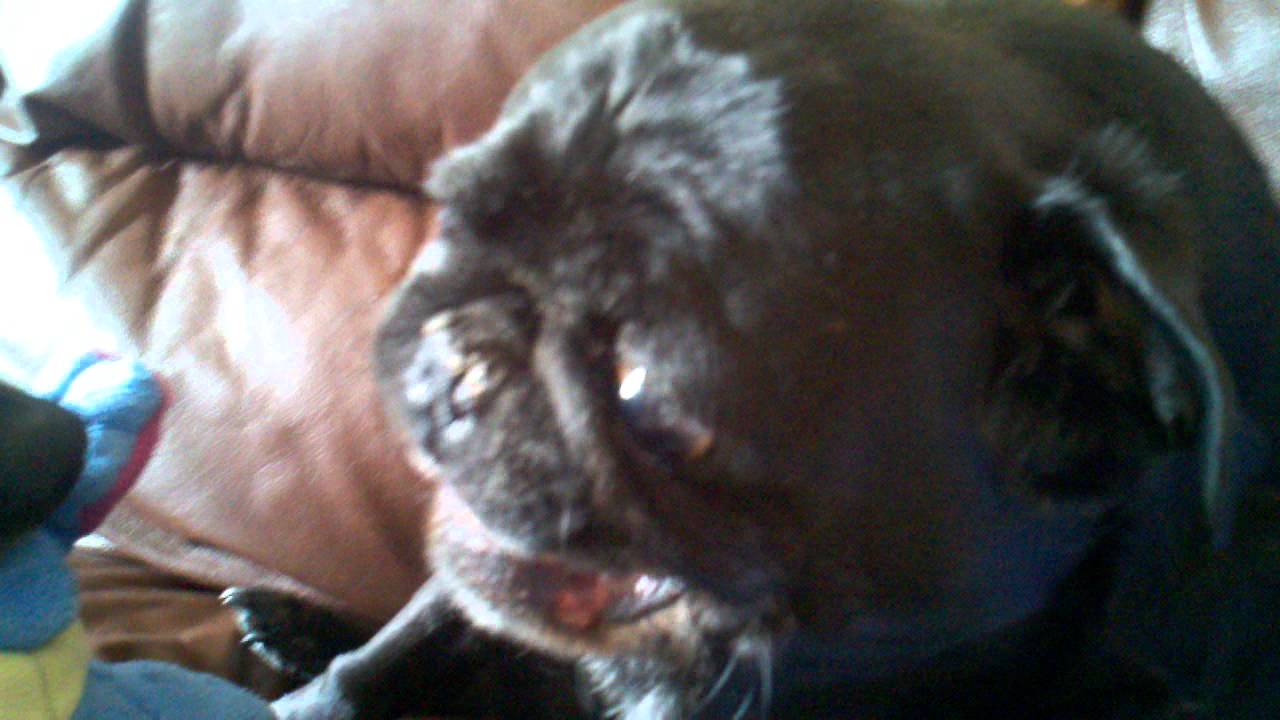 Pug Attack - YouTube