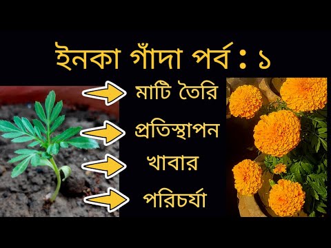 ইনকা গাঁদা গাছের মাটি তৈরি প্রতিস্থাপন ও পরিচর্যা ।। Marigold plant ...