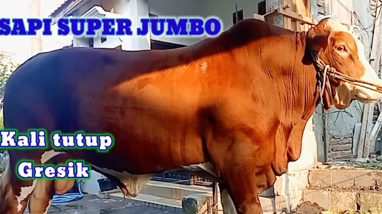SAPI SUPER JUMBO SIMENTAL KALI TUTUP GRESIK,#sapisimental ,#sapilemu ...