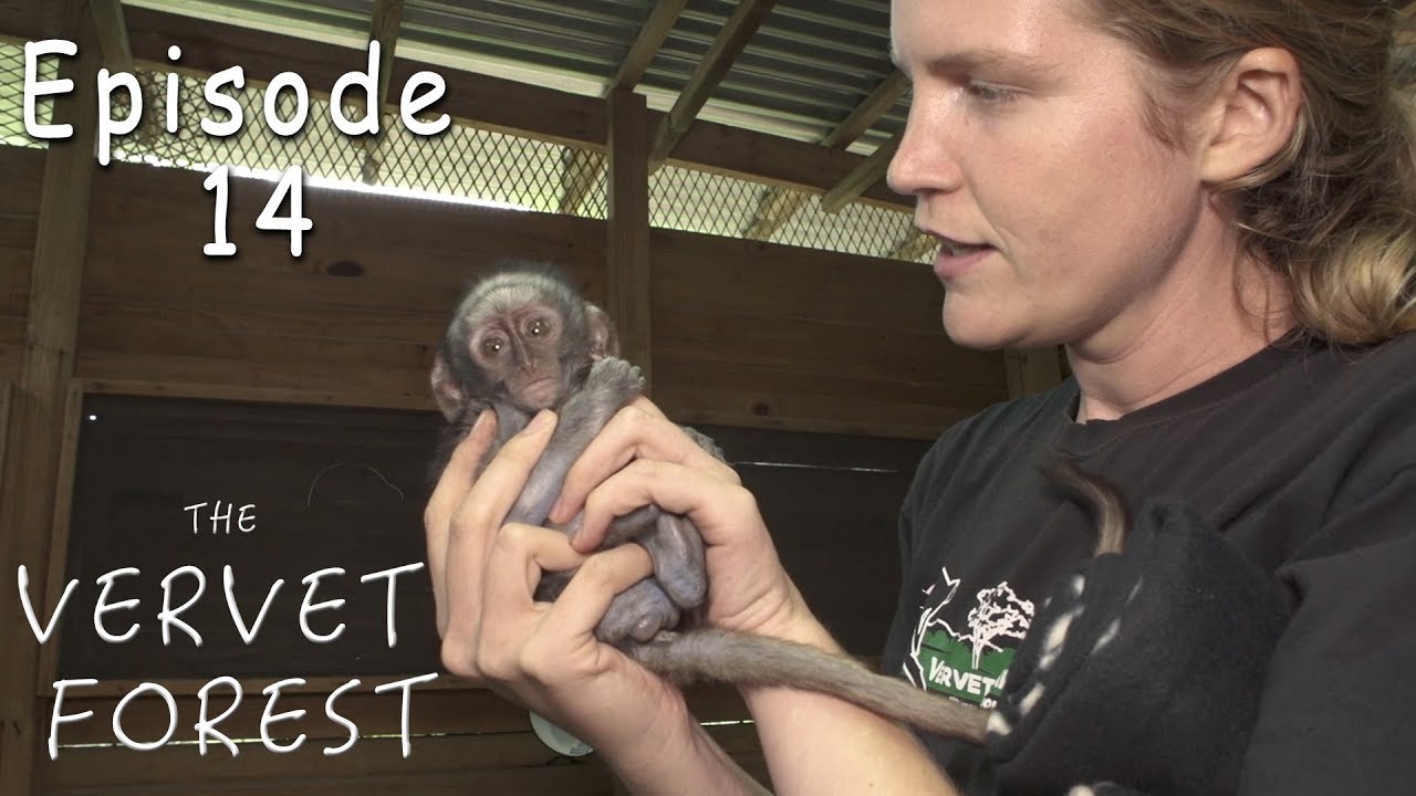 A Sick Orphan Monkey Named Merlin - Documentary HD - Ep. 14 - YouTube