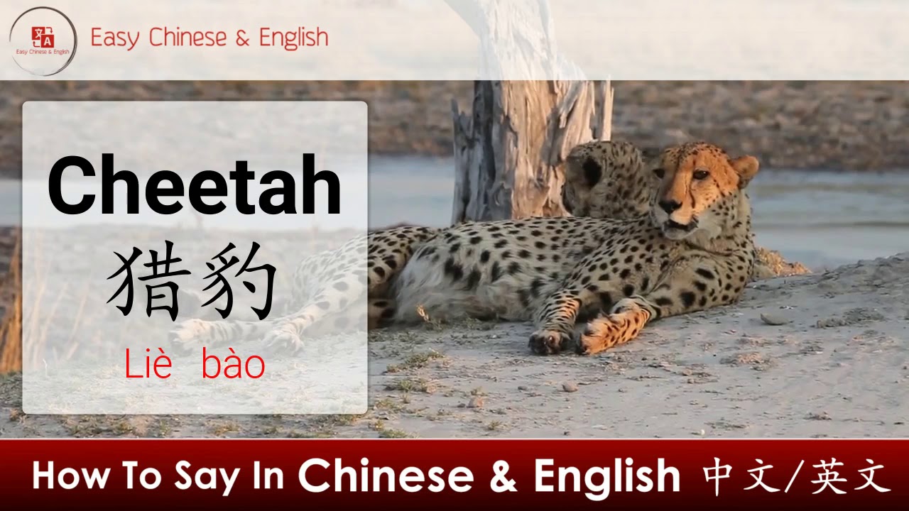 How to say "Cheetah" (猎豹) | Mandarin Chinese & English - YouTube