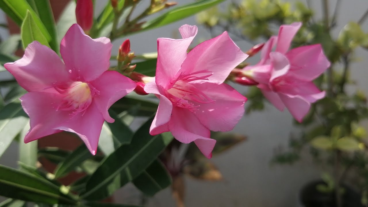 Sevvarali | Nerium | Flowers | Nature videos | Nature Naturally - 30 ...