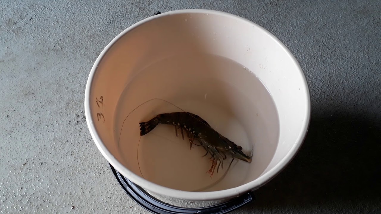 Sedation of a prawn using anaesthetic - YouTube