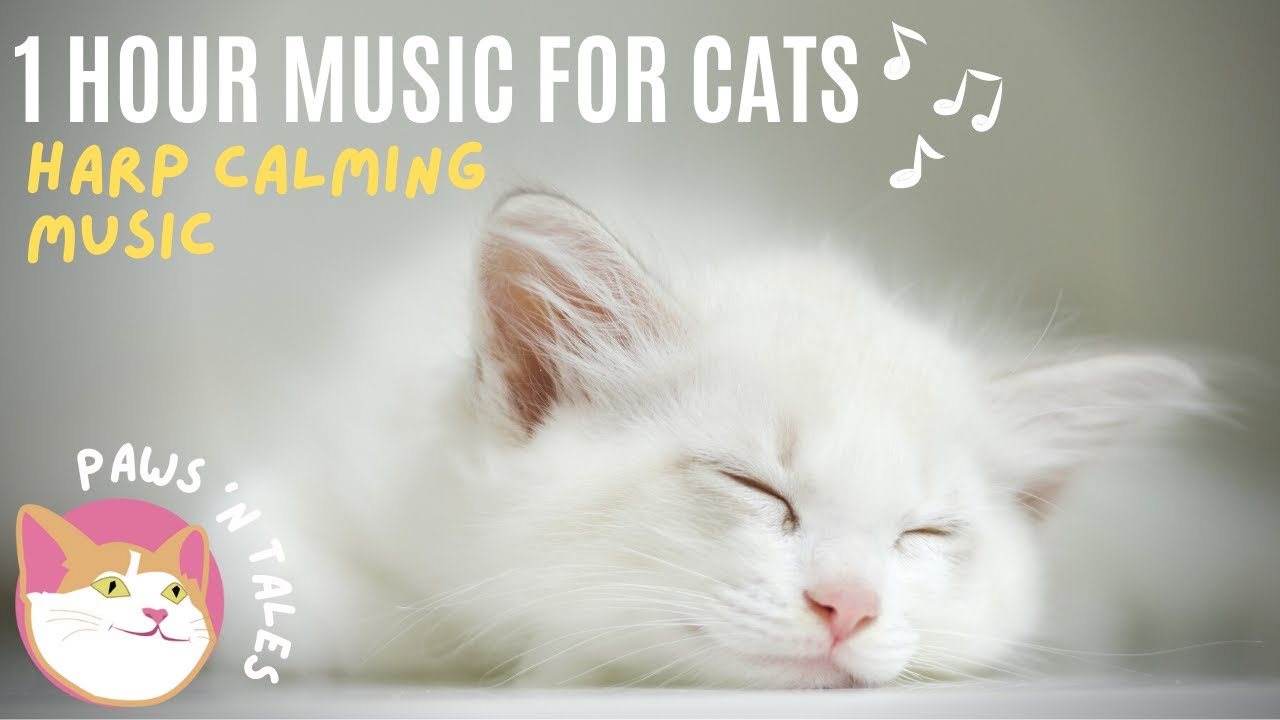 1 HOUR Music for Cats - Harp Calming Cat Music - YouTube