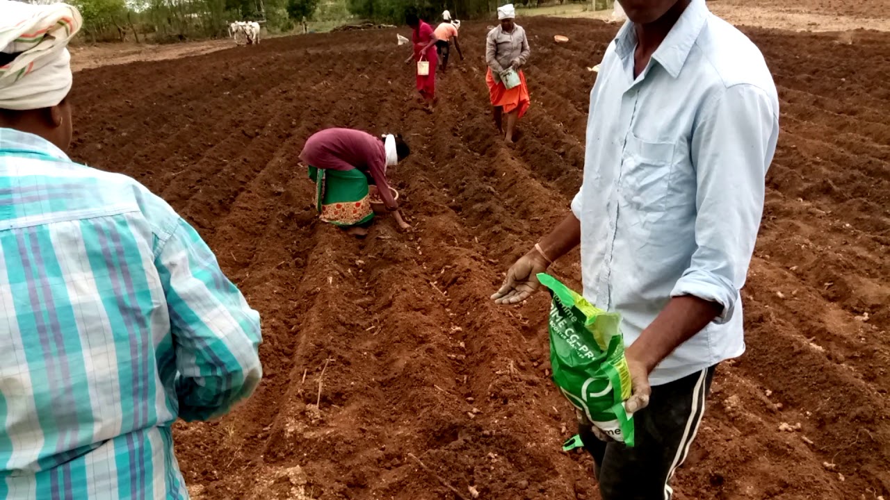 Traditional method of Turmeric sowing - YouTube