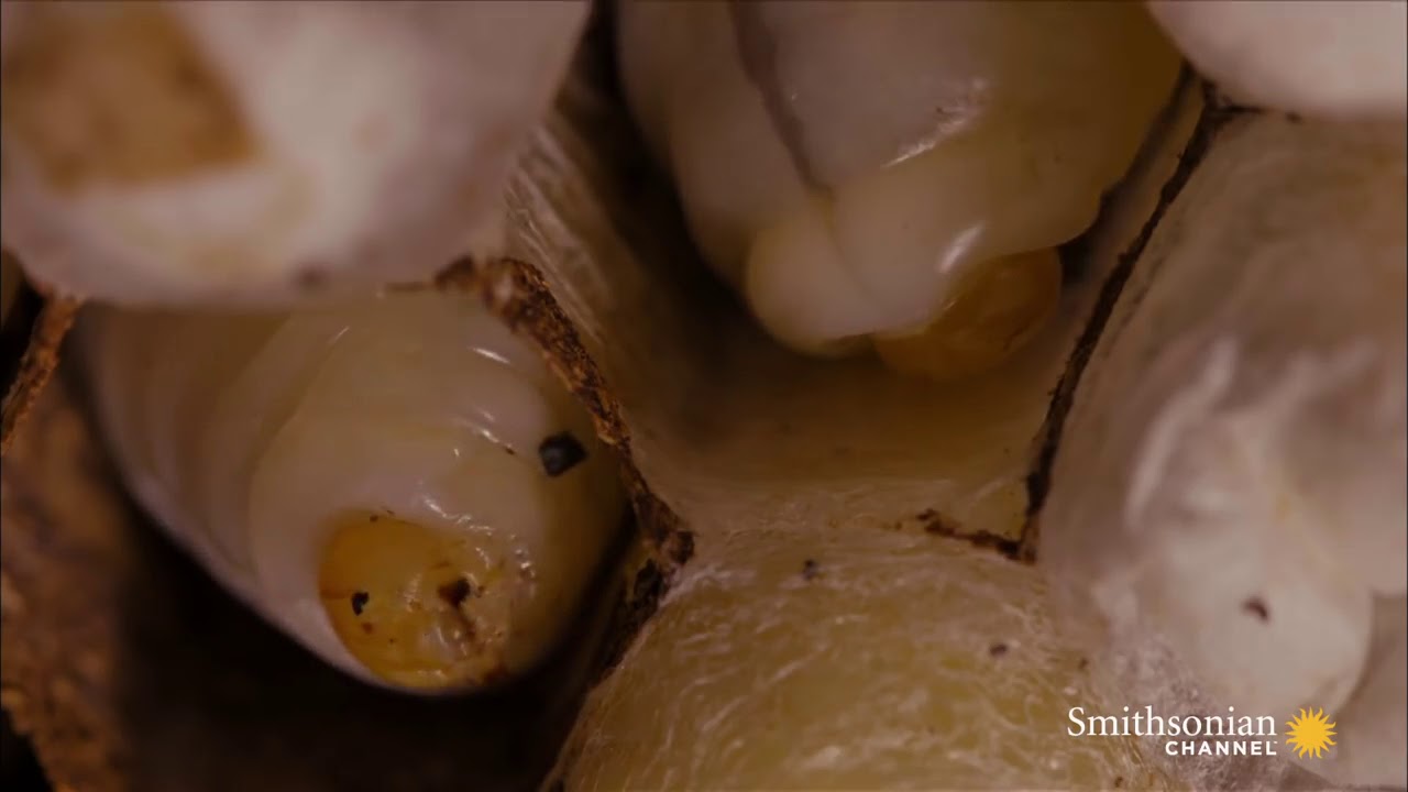 The Extraordinary Life Cycle of a Hornet Colony Smithsonian - YouTube