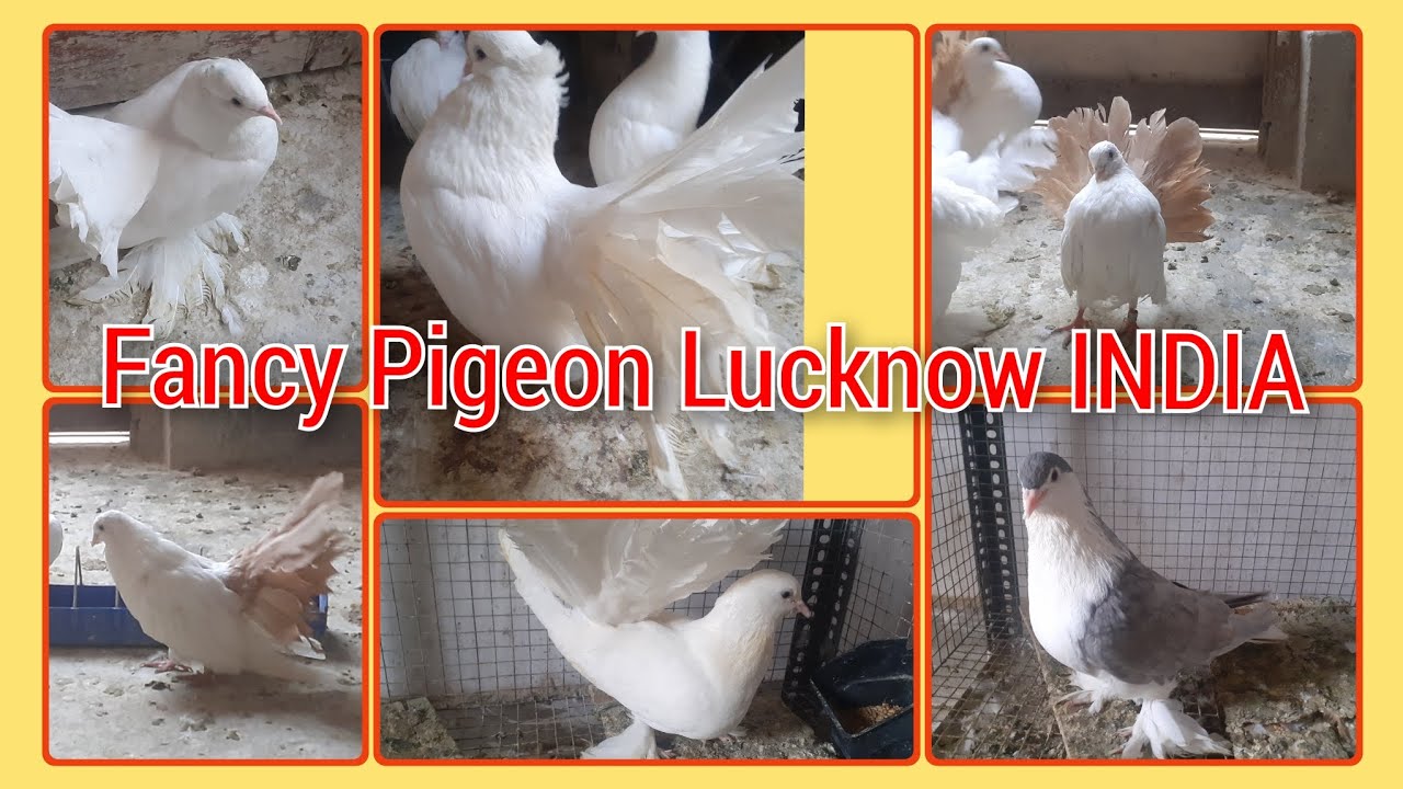 White American Male Fantail, Yellow Tailmark Male, Indian Fantail ...