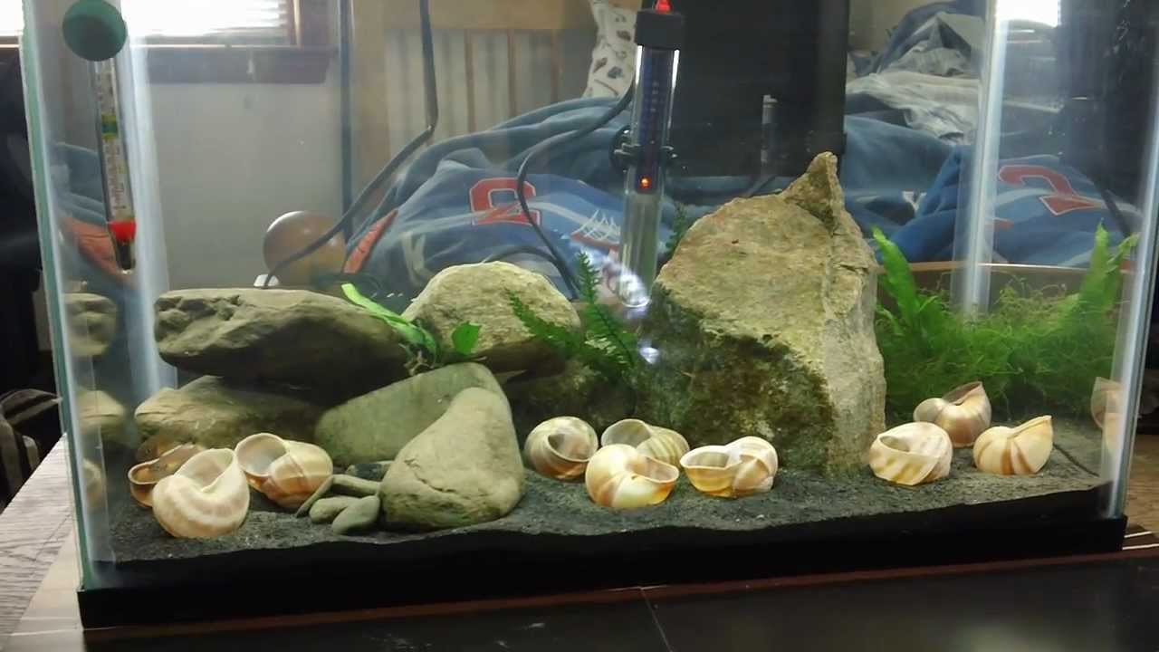 New 10 Gallon Shell Dweller Tank! - YouTube