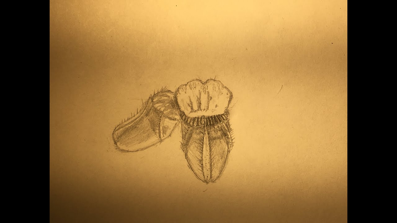 Drawing cephalotus - time lapse - YouTube