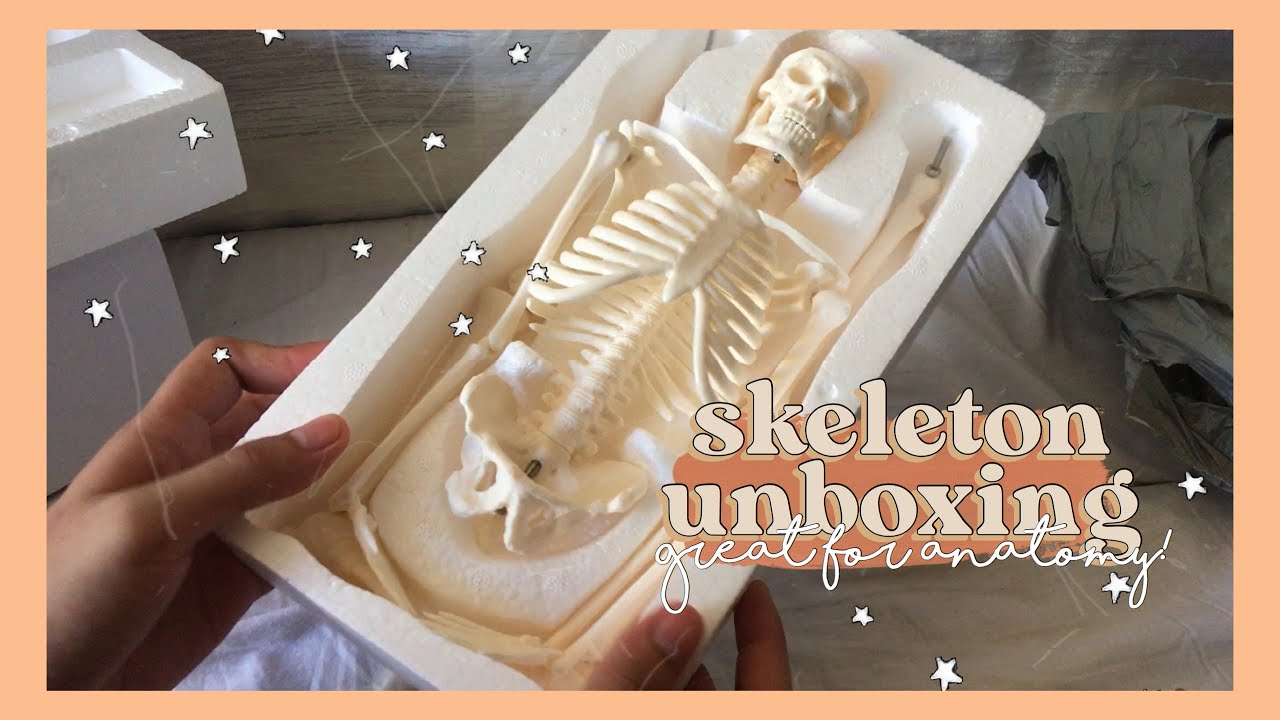 skeleton unboxing | great for anatomy! - YouTube