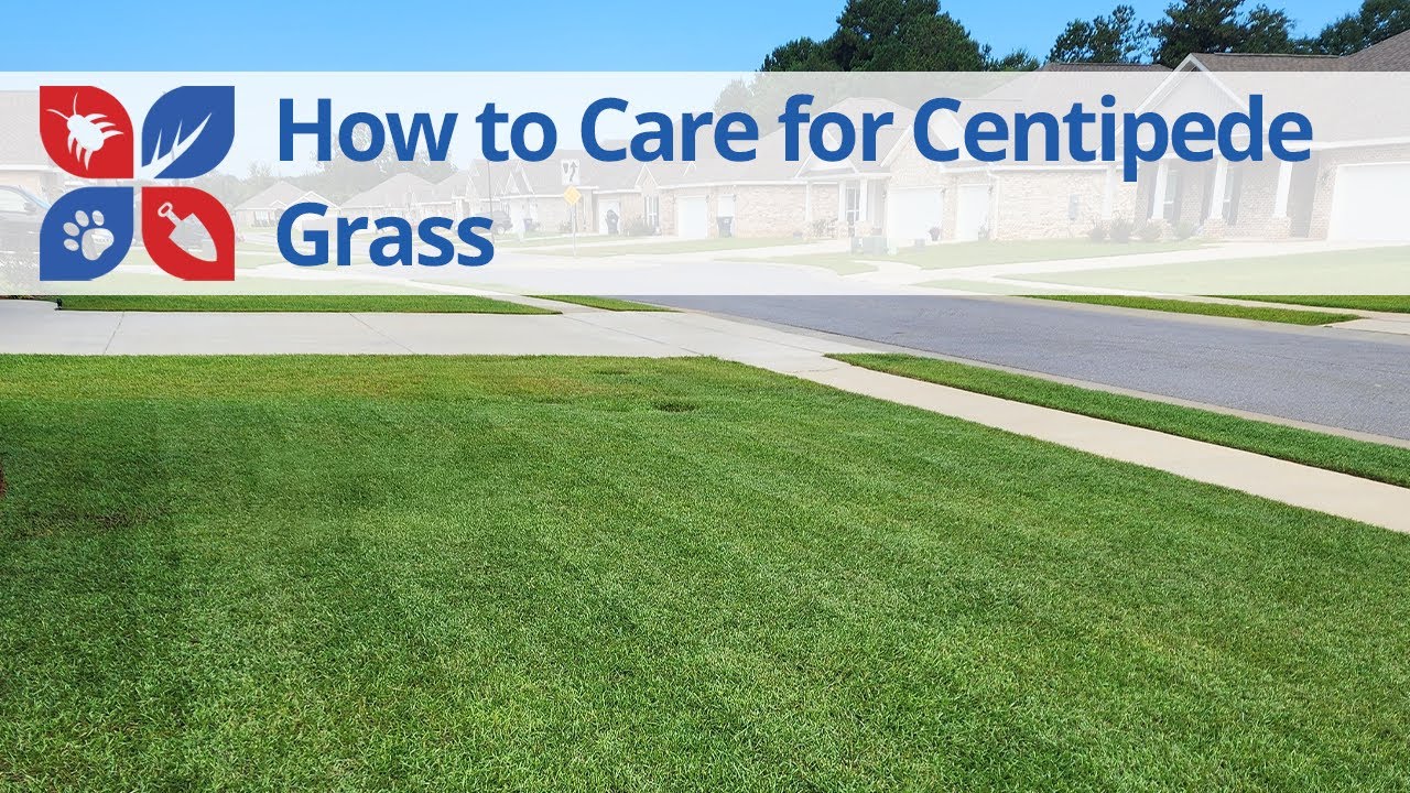 How to Care for Centipede Grass | DoMyOwn.com - YouTube