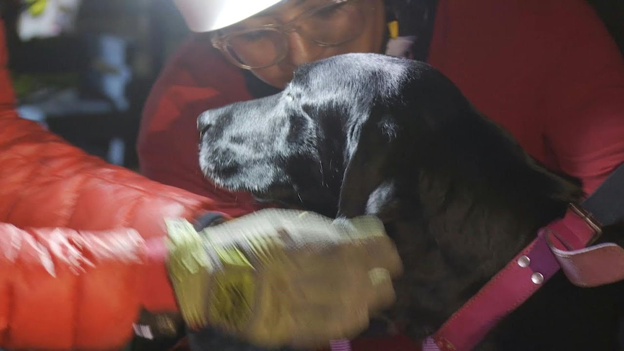 Mexican rescue dogs train to save lives around the world | AFP - YouTube