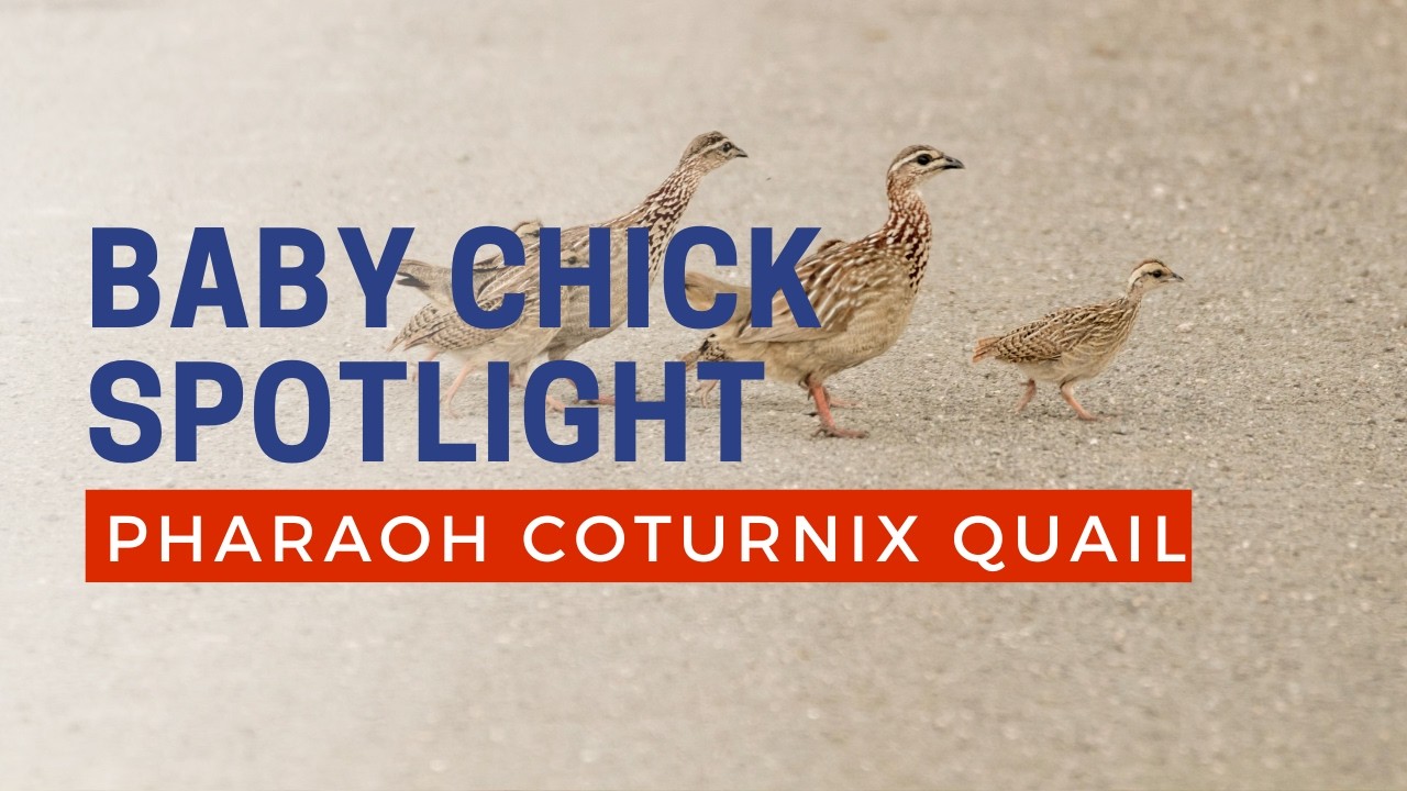 Baby Pharaoh Coturnix Quail For Sale | Cackle Hatchery - YouTube