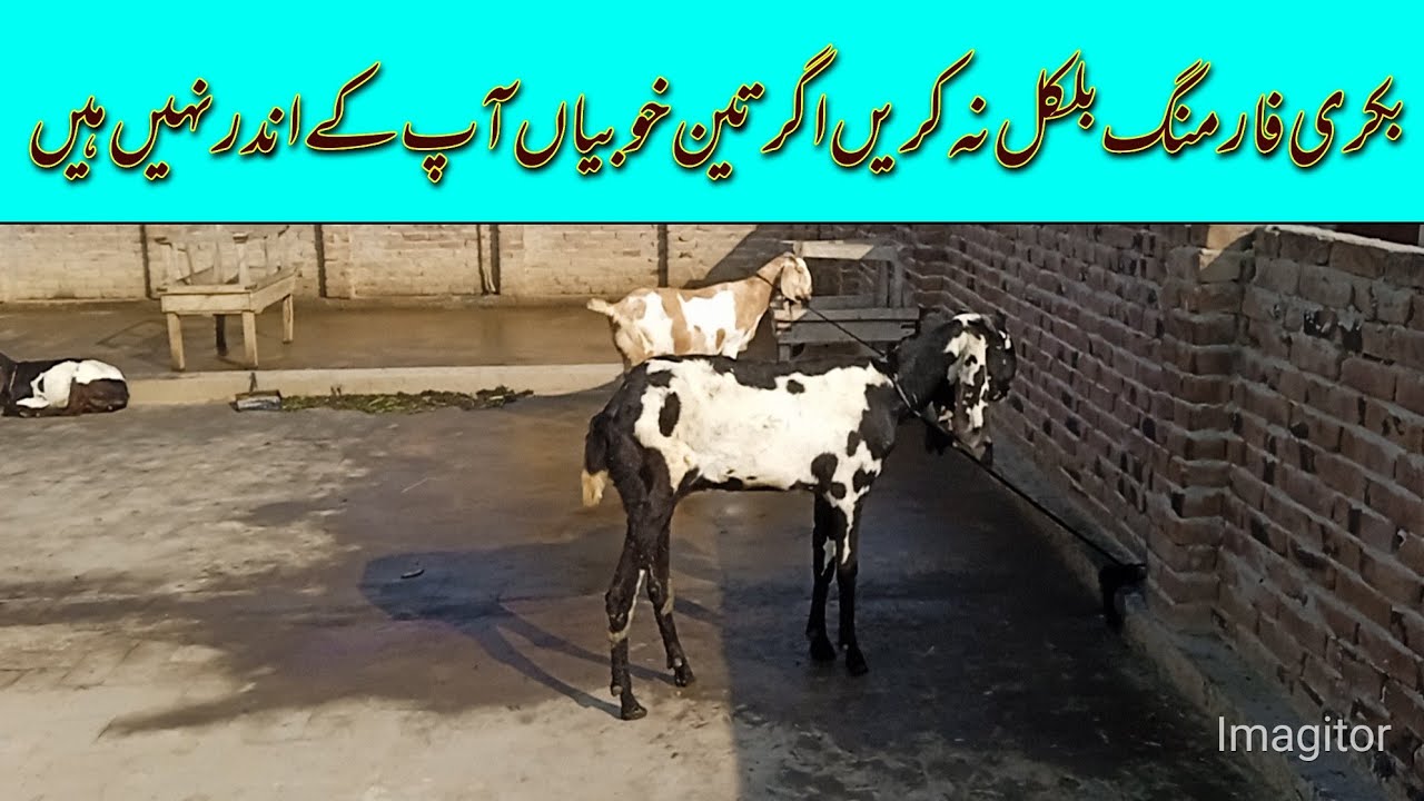 If you don't have these three qualities then never do a goat farming ...