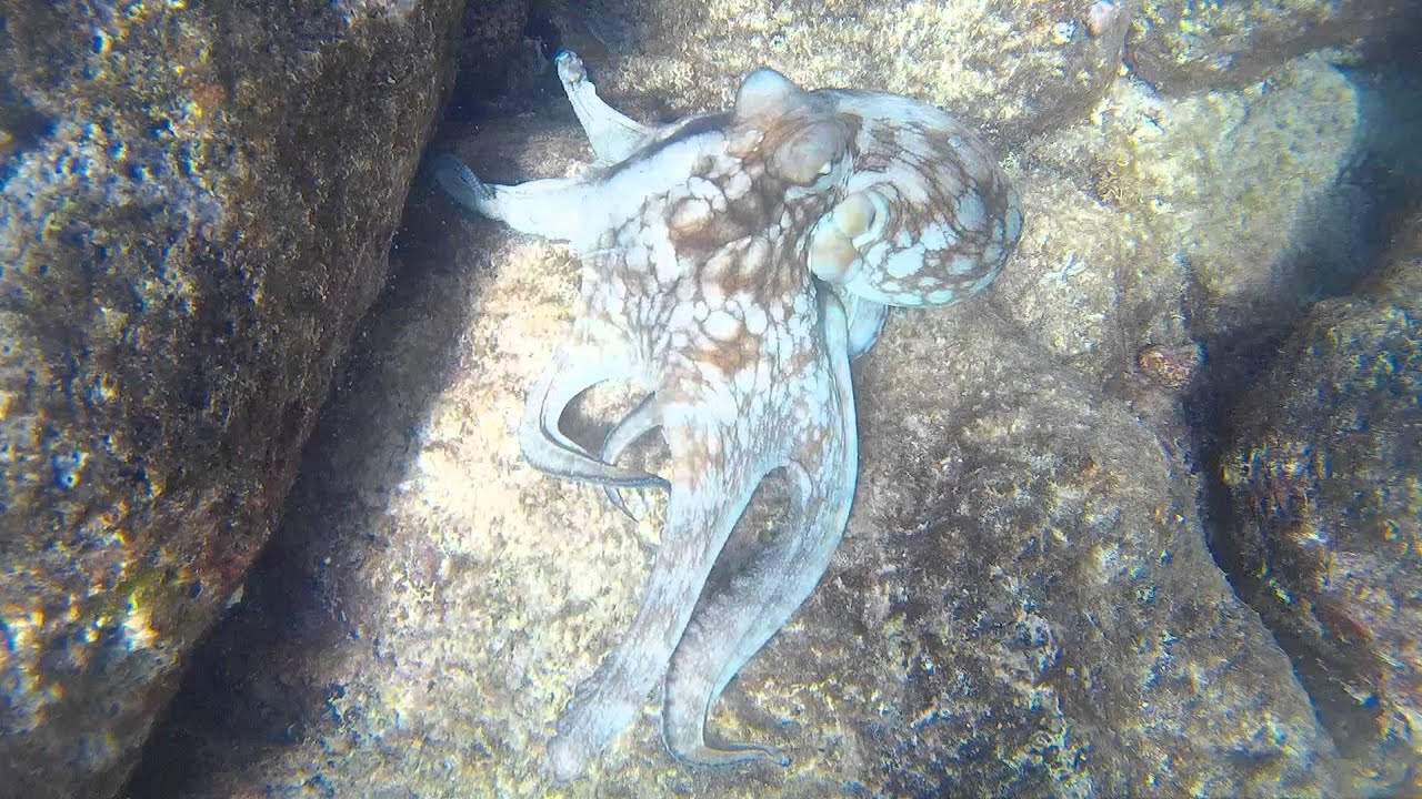 Up Close With an Octopus - Snorkeling in Curacao - Mambo Beach - Dazzne ...