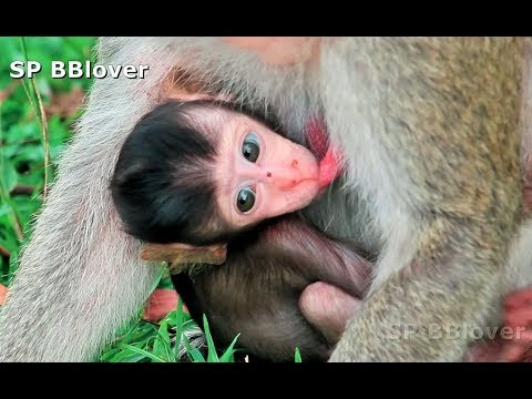How Emma Think About Baby Monkey Amara - Amara 136 - YouTube