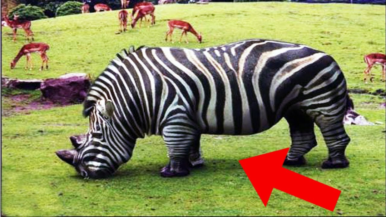 TOP 10 SPECII DE ANIMALE UIMITOARE PE CALE DE DISPARITIE! - YouTube