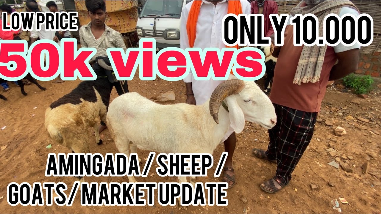 Amingad sheep market update - YouTube