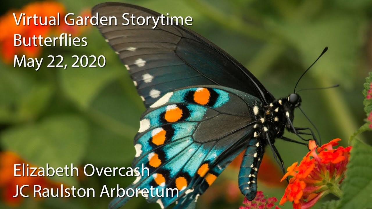 Virtual Garden Storytime - Butterflies - YouTube