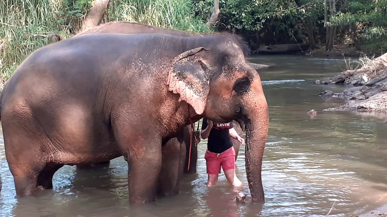 Elephant taking a shower bath - YouTube