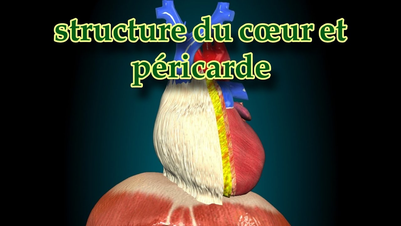 la structure du péricarde et rapports du cœur 2ème année médecine - YouTube