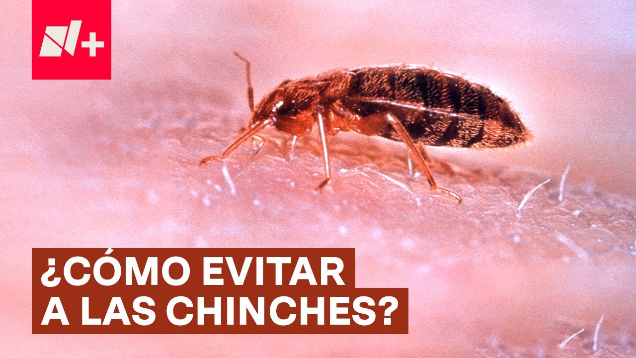 Chinches: ¿Cómo evitarlas y prevenirlas? - N+ - YouTube