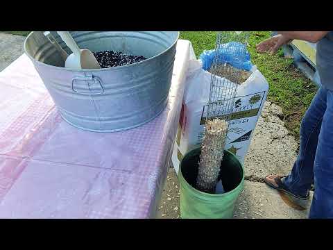 Preparando un tutor para mi Monstera deliciosa. - YouTube