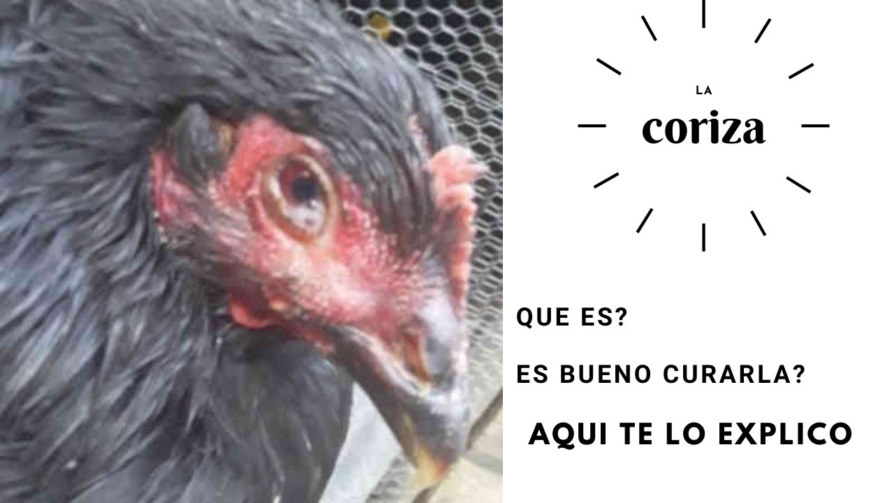 Se puede o no se puede curar la coriza aviar - YouTube