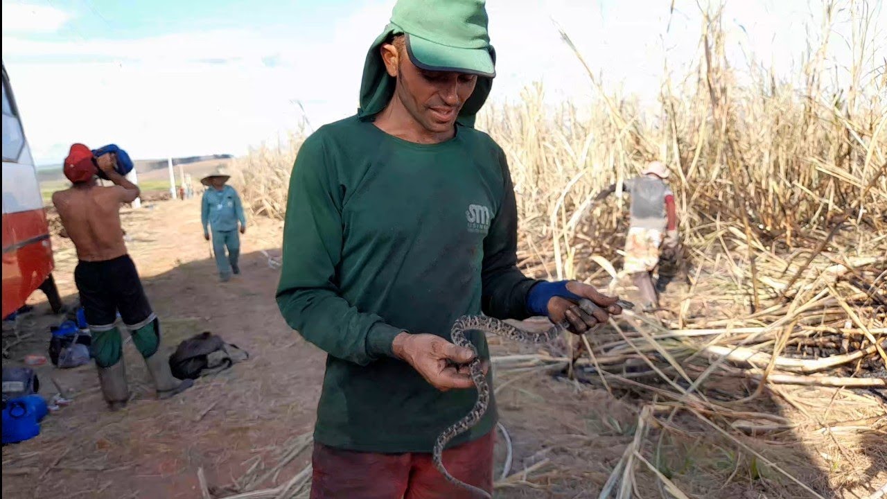 JARARACA DO RABO BRANCO, BOTHROPS LEUCURUS - YouTube