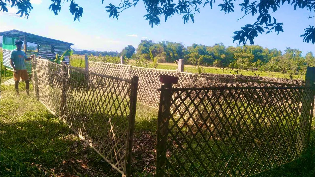 Updates in our Mini farm - YouTube