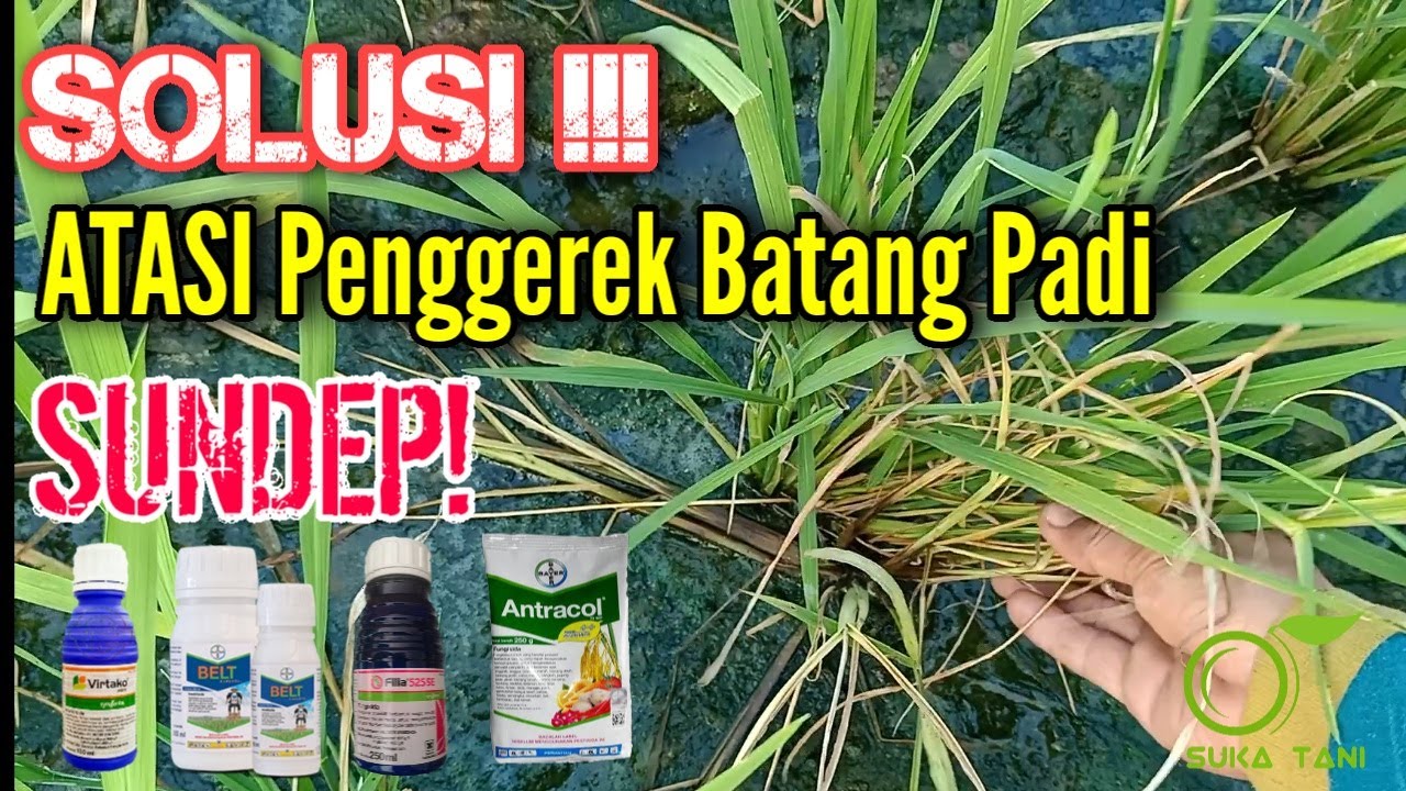 Mengatasi SUNDEP Ulat Penggerek Batang Padi || Ala Suka Tani - YouTube