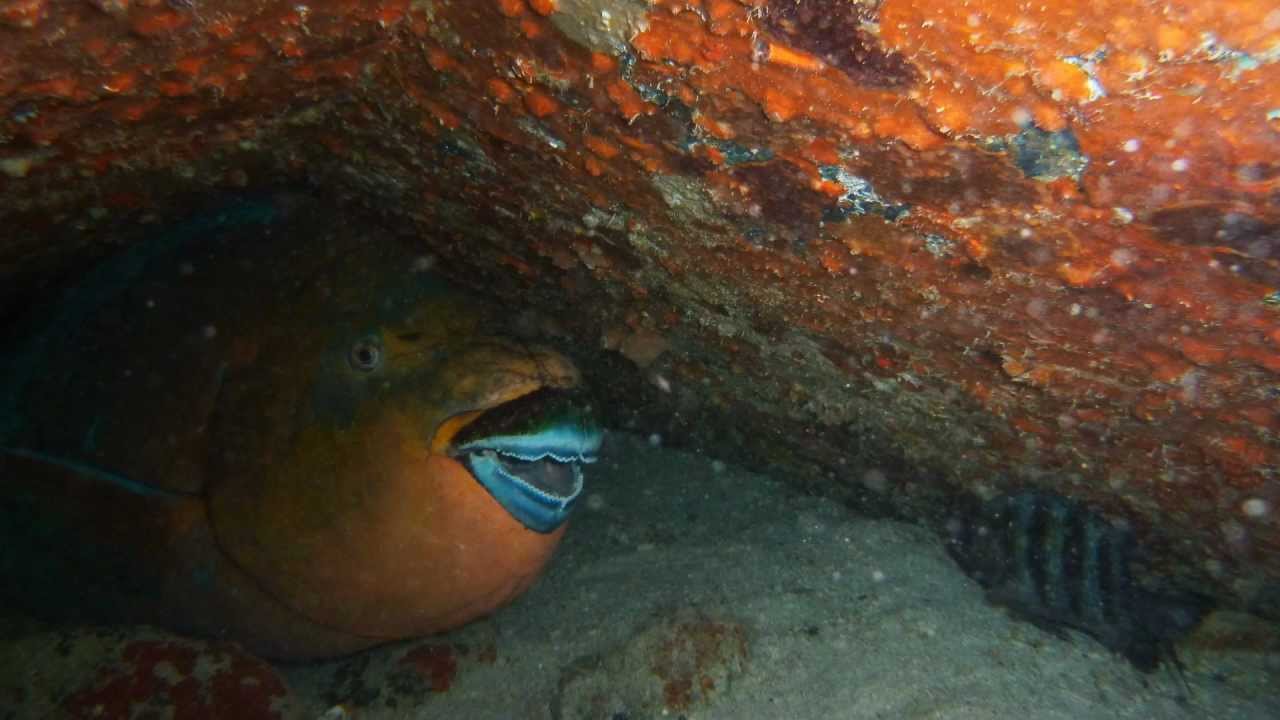 Diving Los Roques Venezuela 2012.mp4 - YouTube
