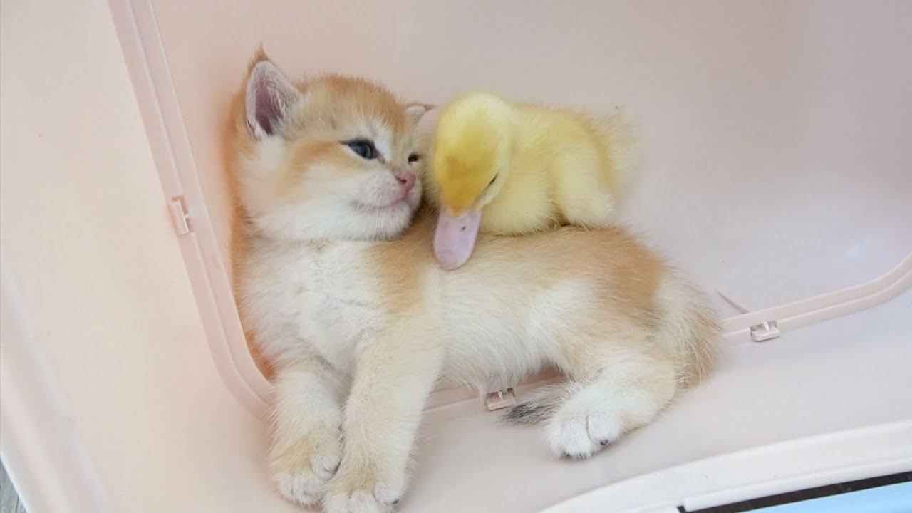 A pair of close friends. The kitten and duckling are so happy to be ...