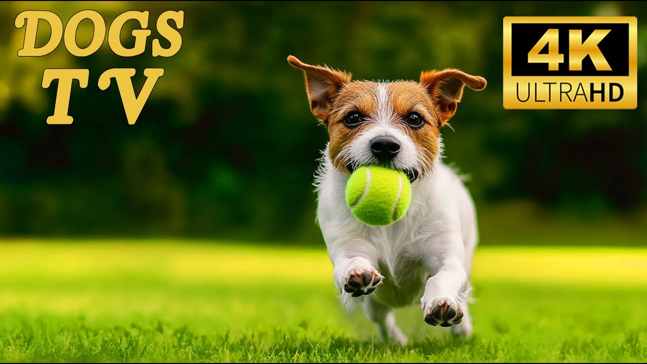 DOG TV for Dog to Watch: Best Video Entertain for Deep Relax & Stress ...