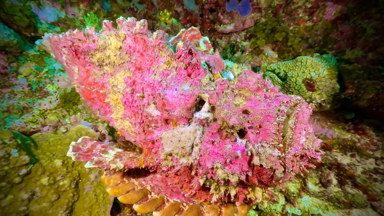 AGGRESSIVE STONEFISH ATTACKS DIVER! Diving in Papua New Guinea in ...