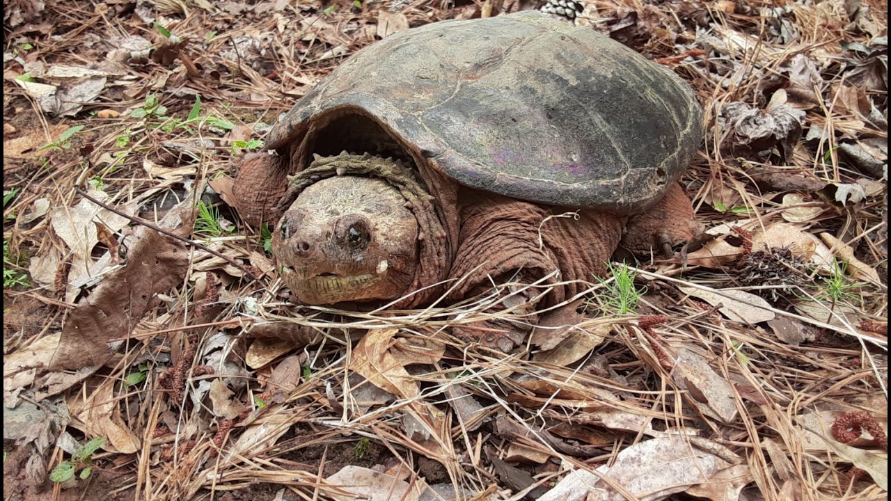 "Huge Snapping Turtle, Unknown Leech?, Cocky Crawdad And Angry Bat ...