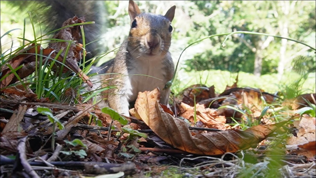 Squirrel Collecting Nuts - So Many Squirrels! ️ 🐿 🥰 🤩 😀 | Squirrel ...